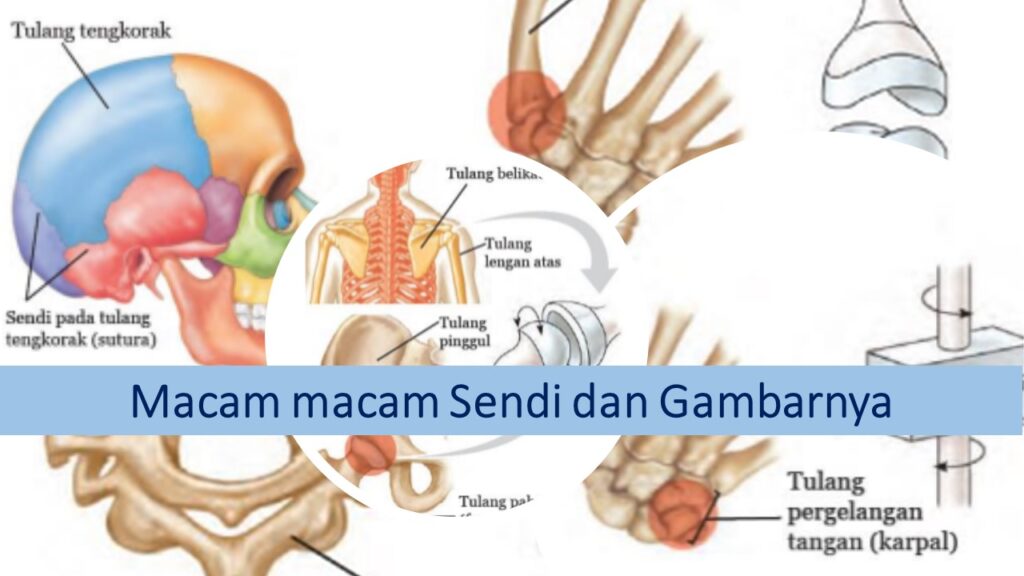 Macam macam Sendi - IPA - Herman Anis